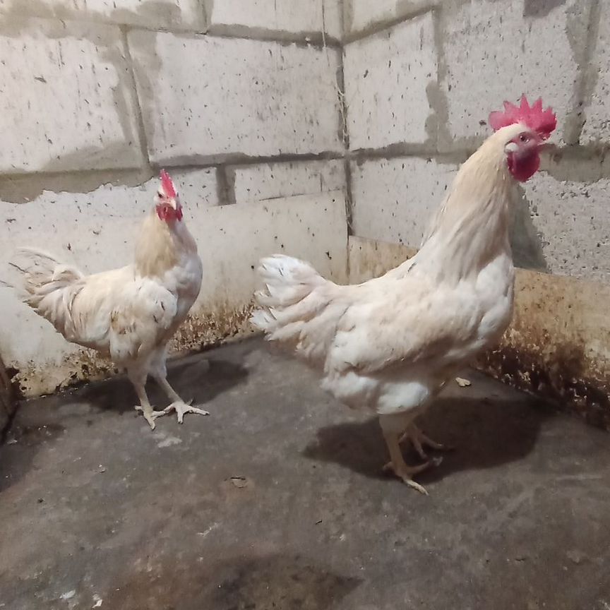 Молодые петухи