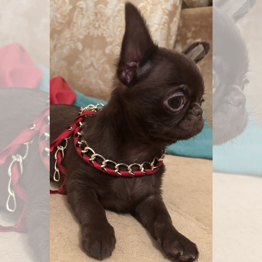 Чихуахуа, щенок