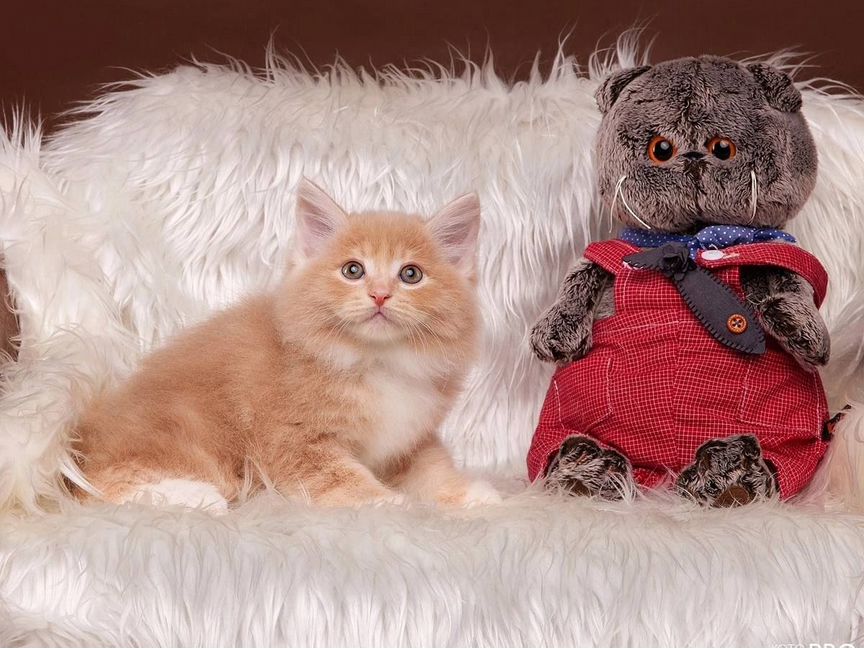 Котята курильского бобтейла