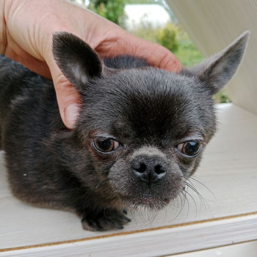 Щенки чихуахуа мини