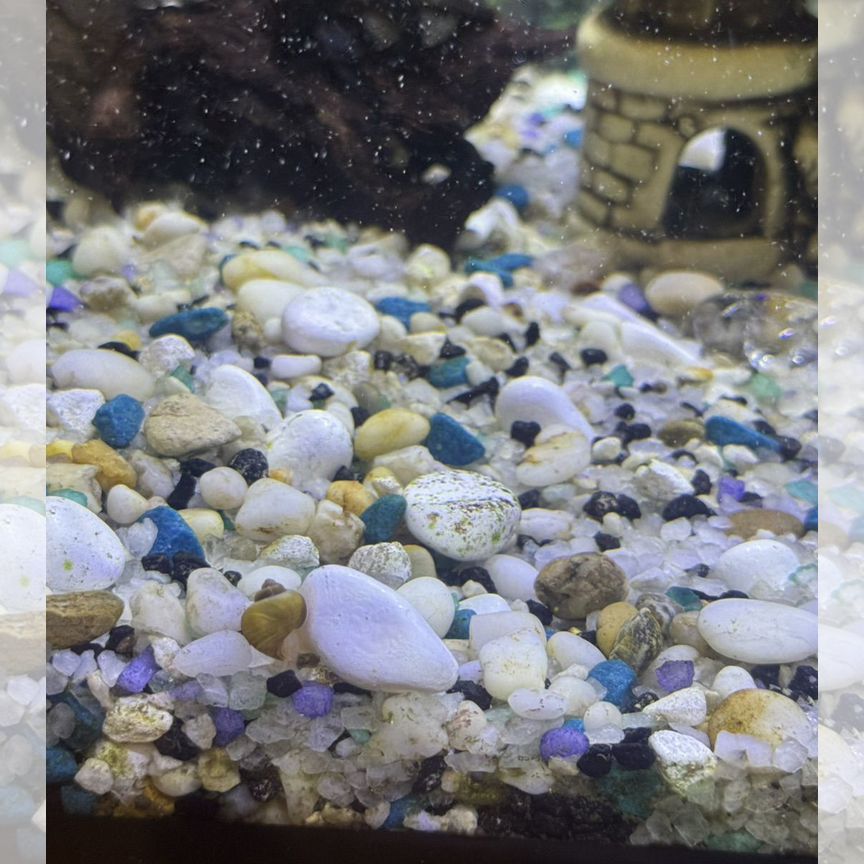 Улитки аквариумные ампулярии