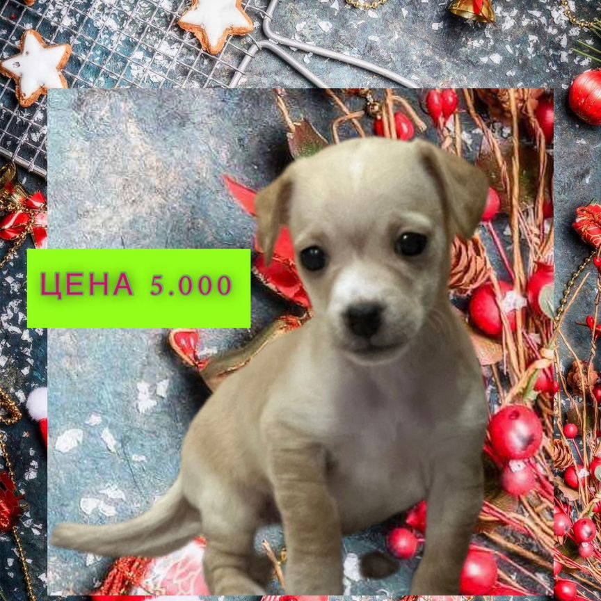 Щеночек чихатойчик