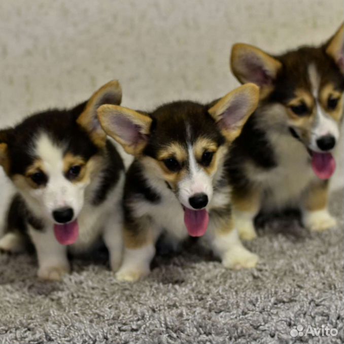 Роскошные щенки вельш-корги пемброк
