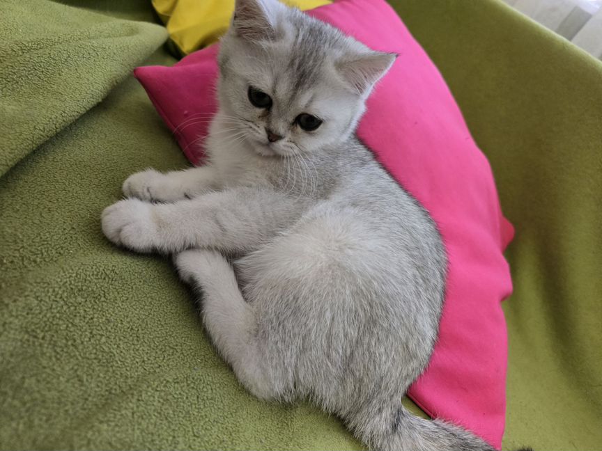 Скоттиш страйт кошка 2.5 месяца