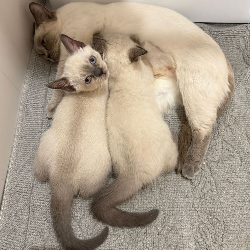 Сиамский котёнок