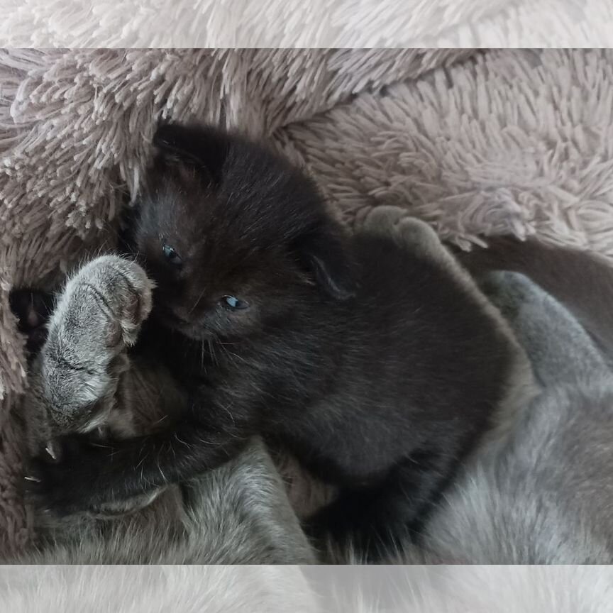 Черный котенок мальчик