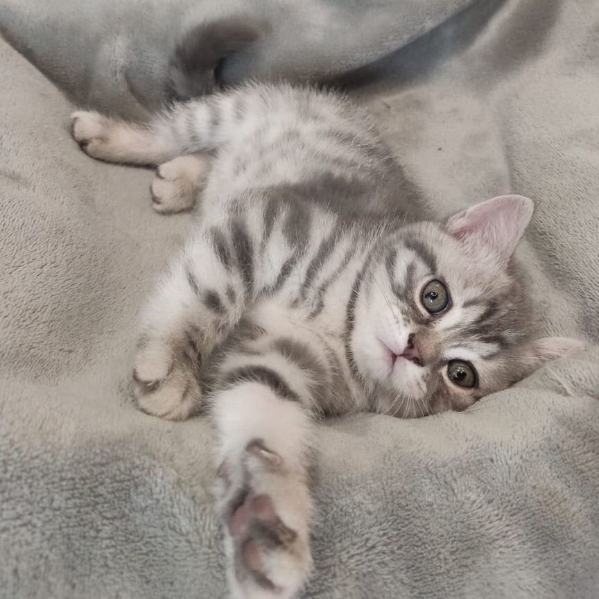 Шотландские котята