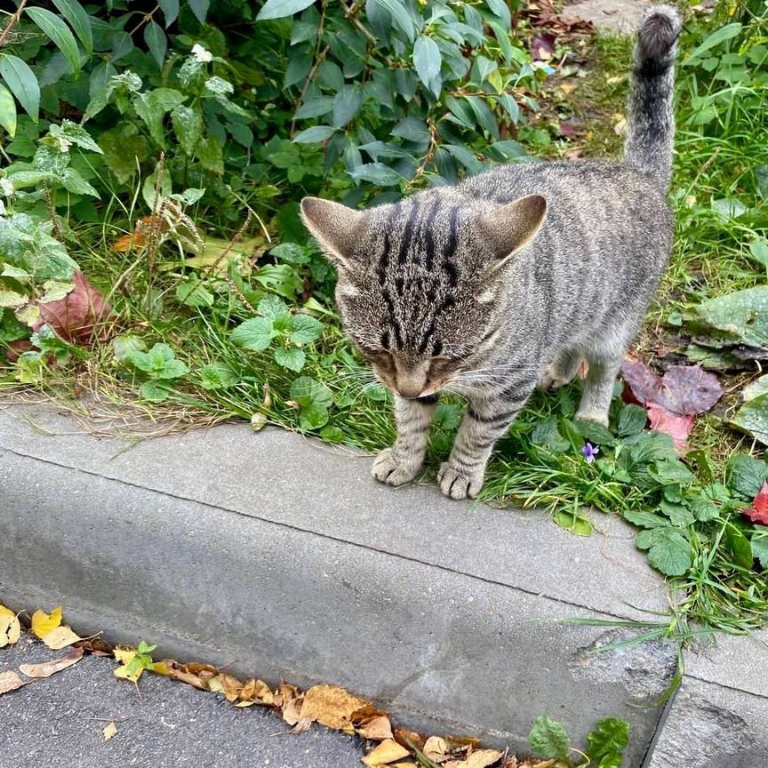 Взрослый кот в добрые руки