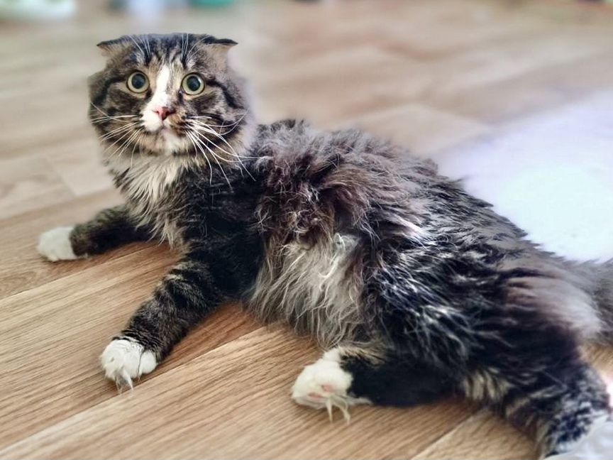 Вислоухий кот