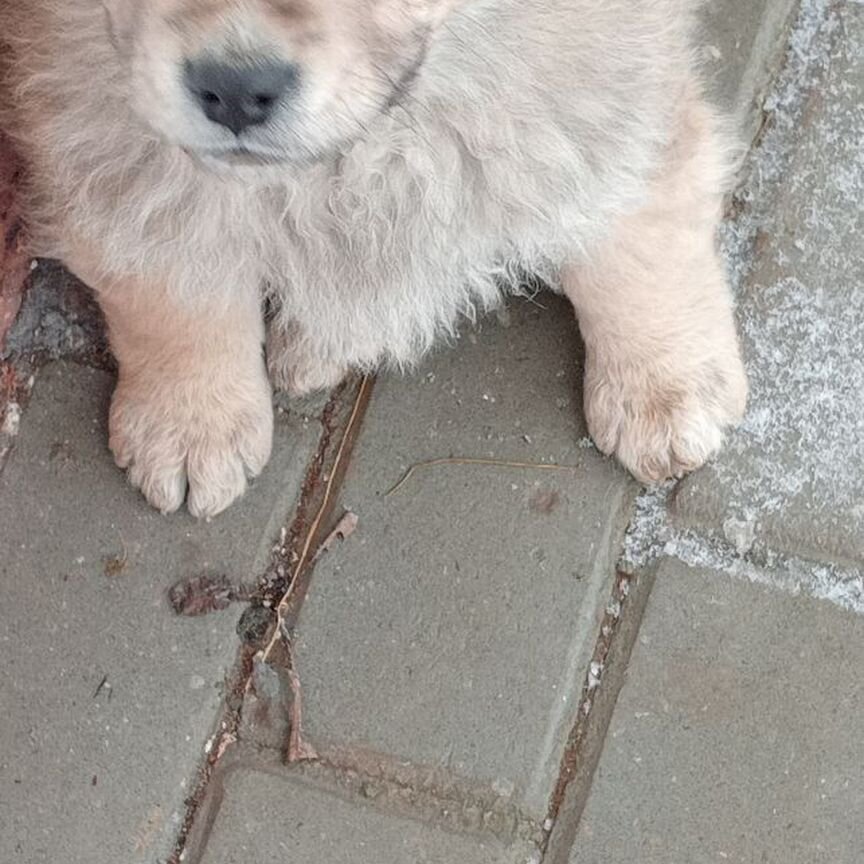 Отдам в добрые руки