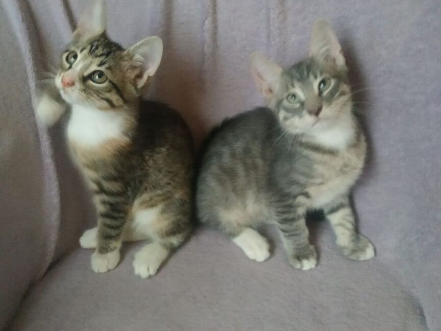 Котята в ответственные руки