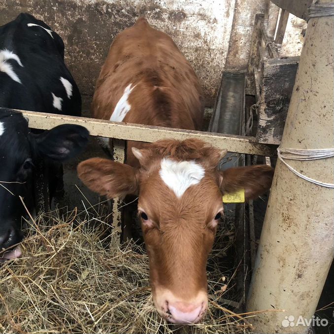Продажа телят