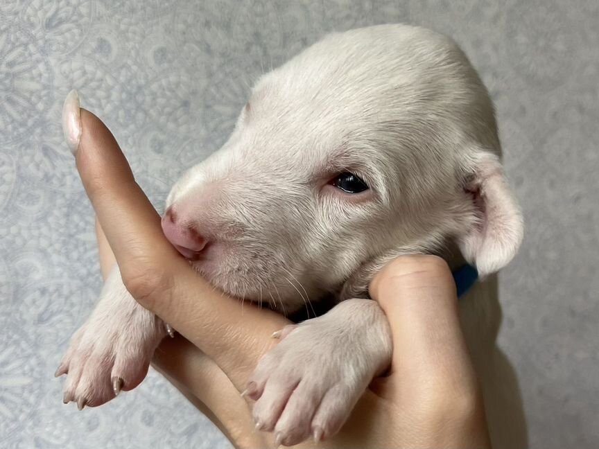 Поденко ибиценко