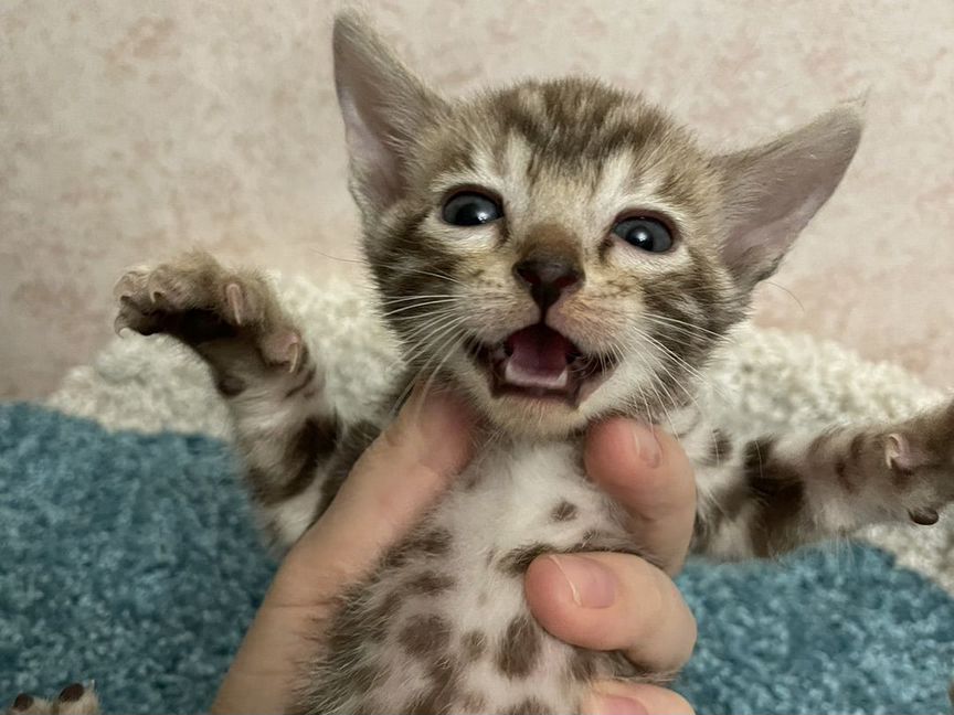 Бенгальская девочка