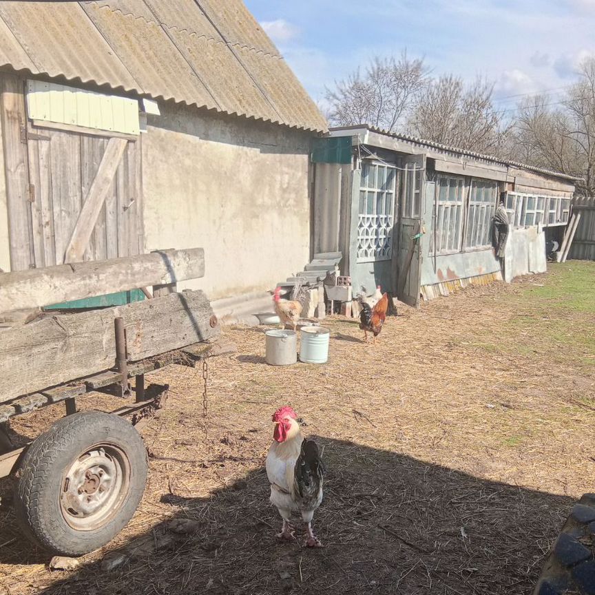 Молодые петухи