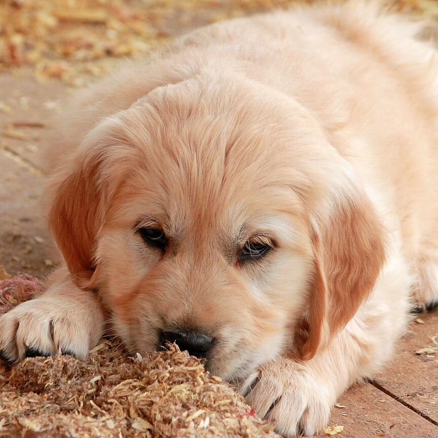 Девочка рыжик