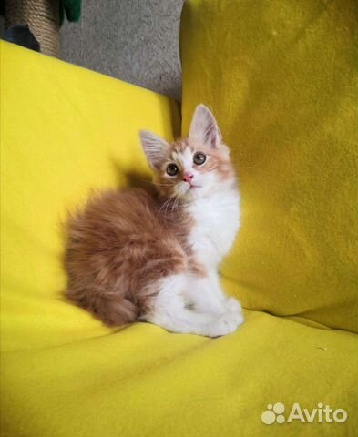 Рыжик пушистик в добрые руки