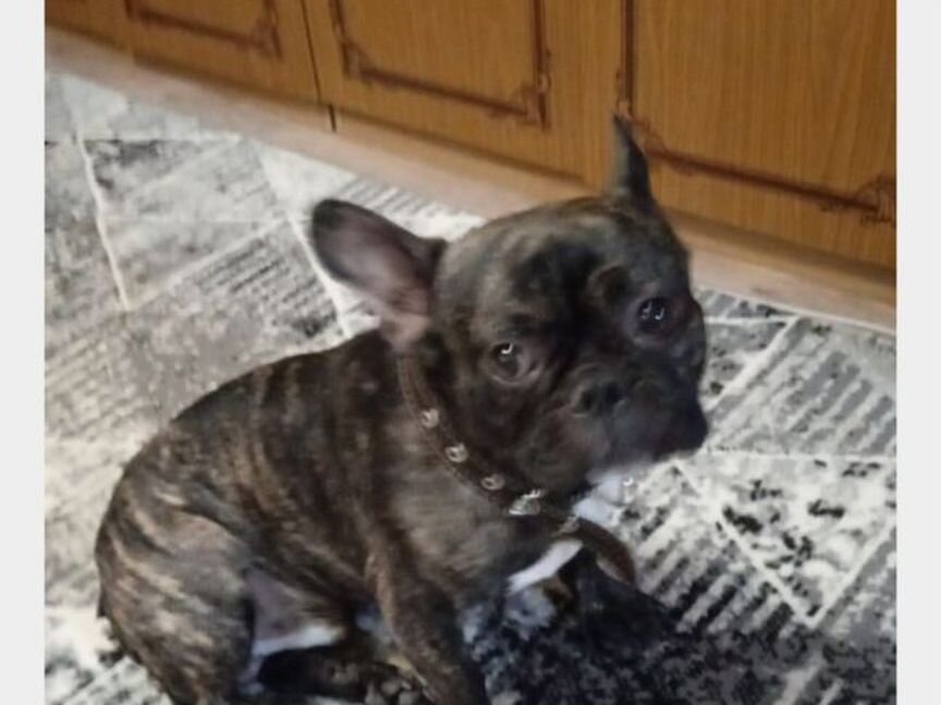 Французский бульдог