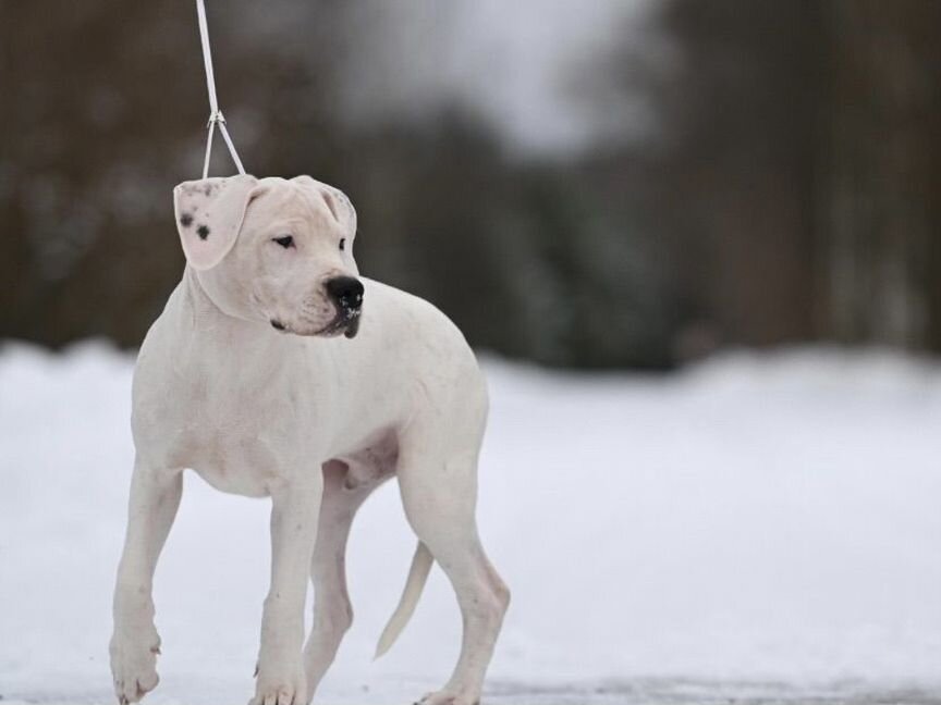 Аргентинский дог