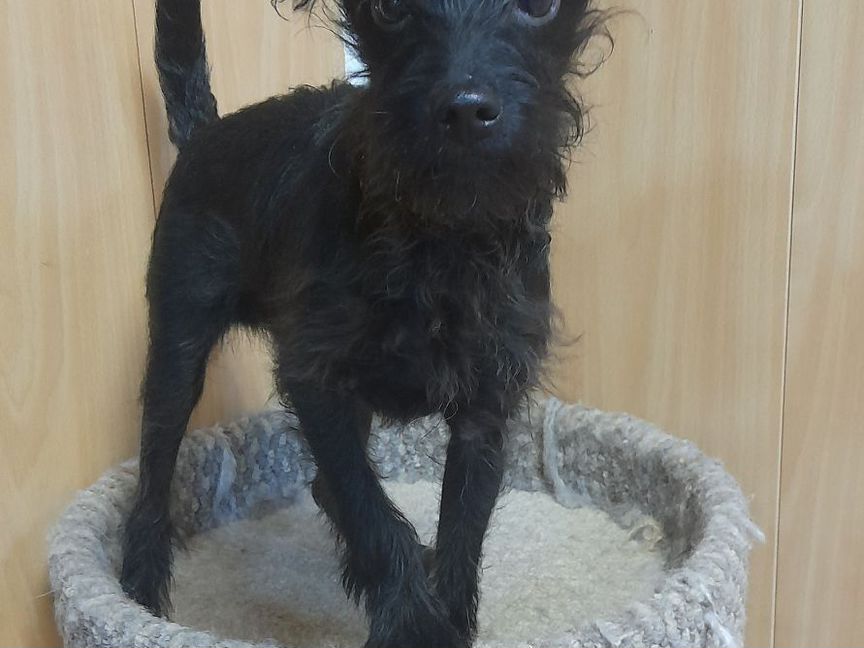 Лютик ищет дом