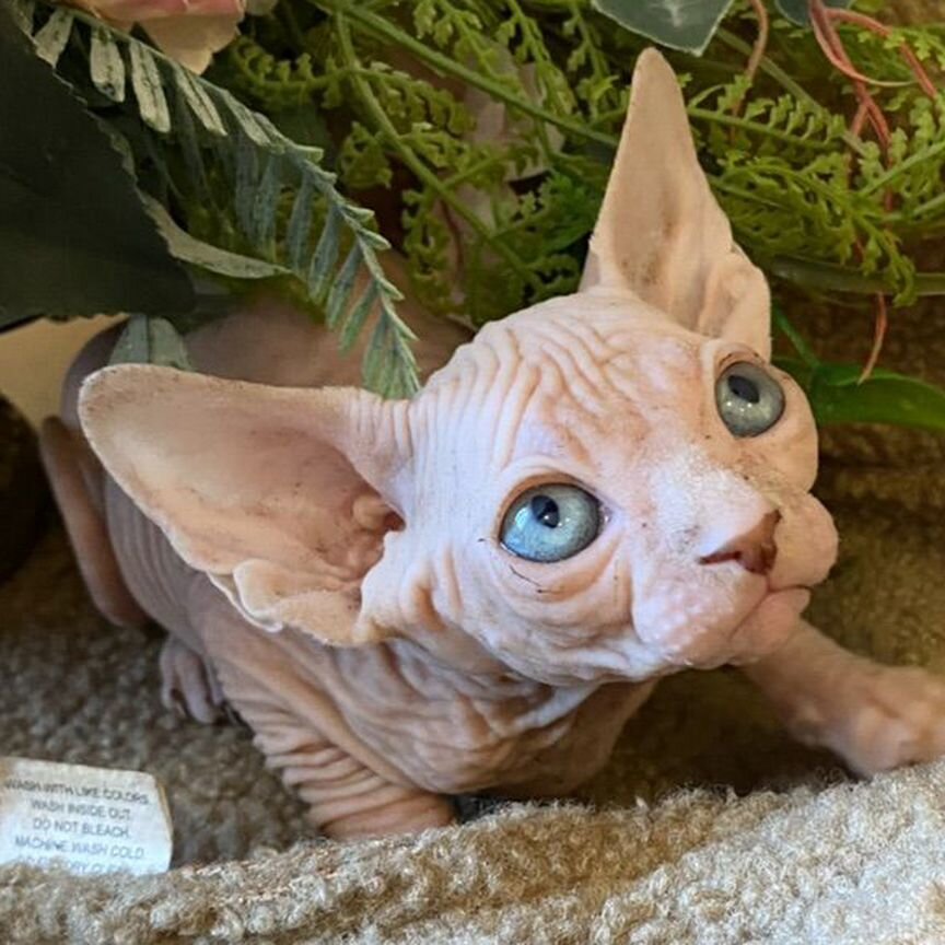 Канадский сфинкс котёнок