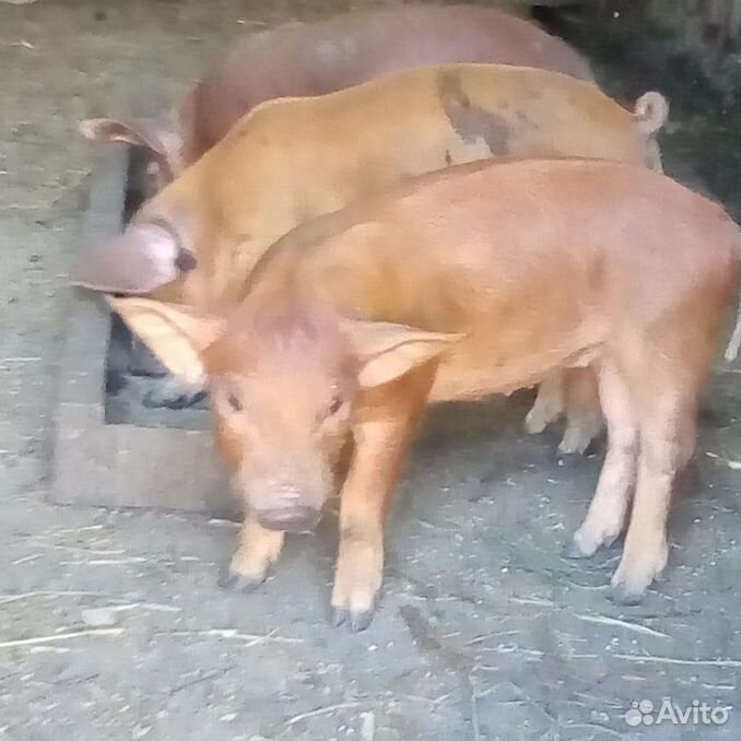 Поросята дюрок