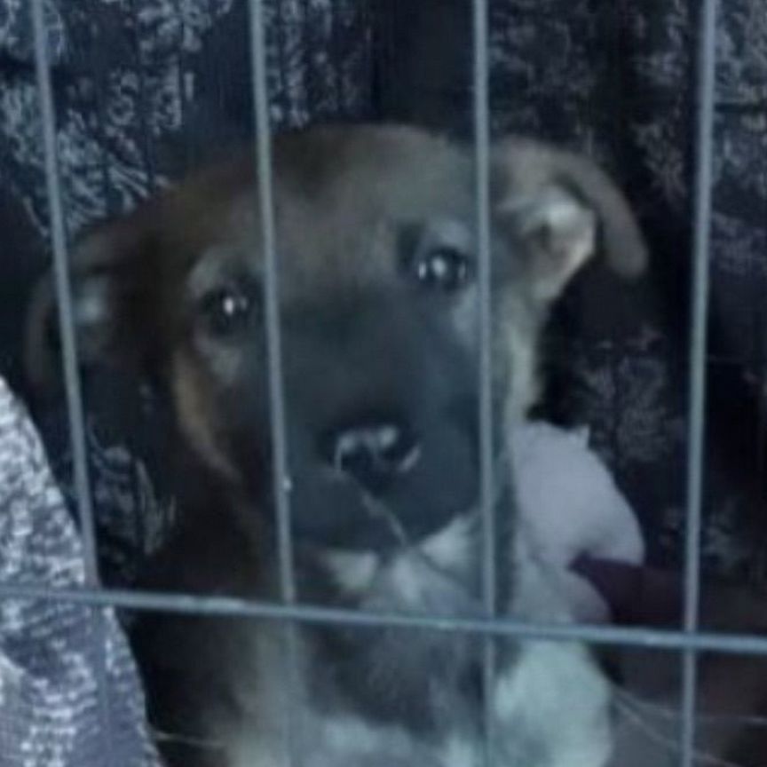 Щенок в добрые руки