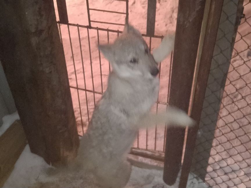 Щенки западно сибирской лайки