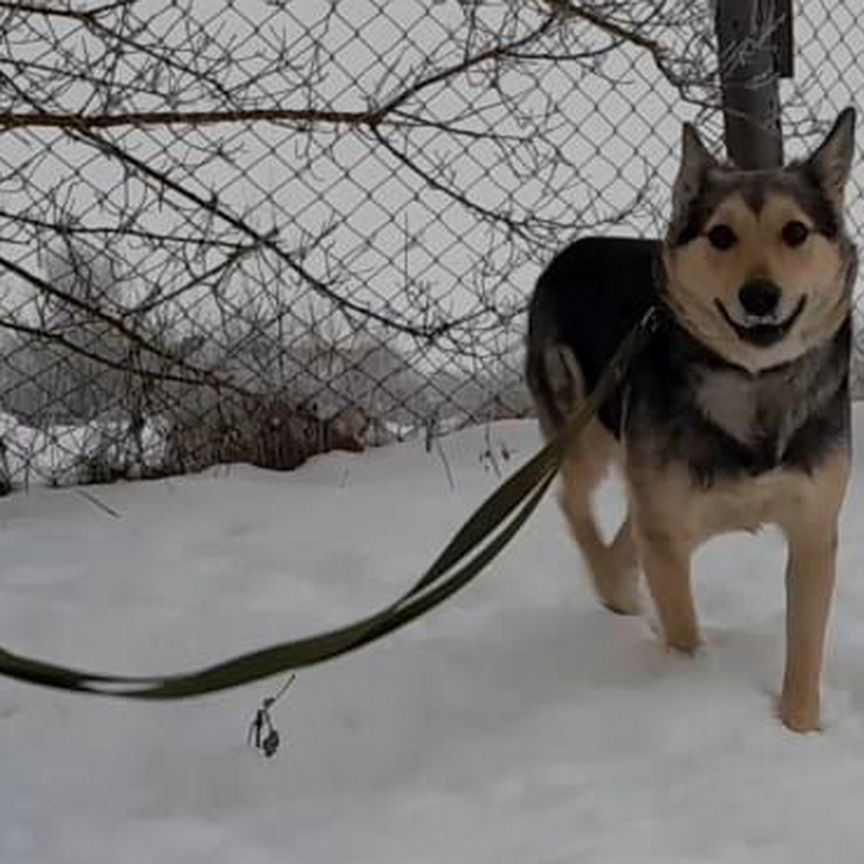 Отдам в добрые руки