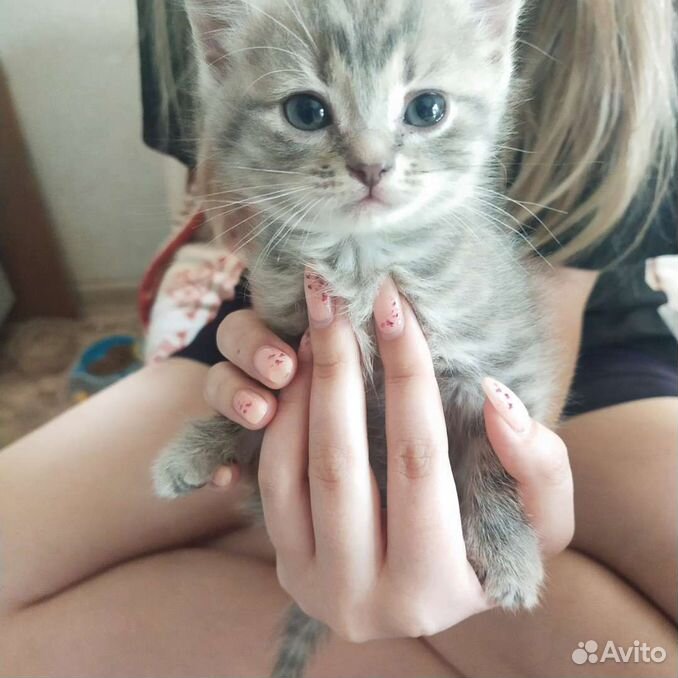 Шотландская в подарок