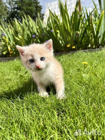 Котенок персиковый 1 мес