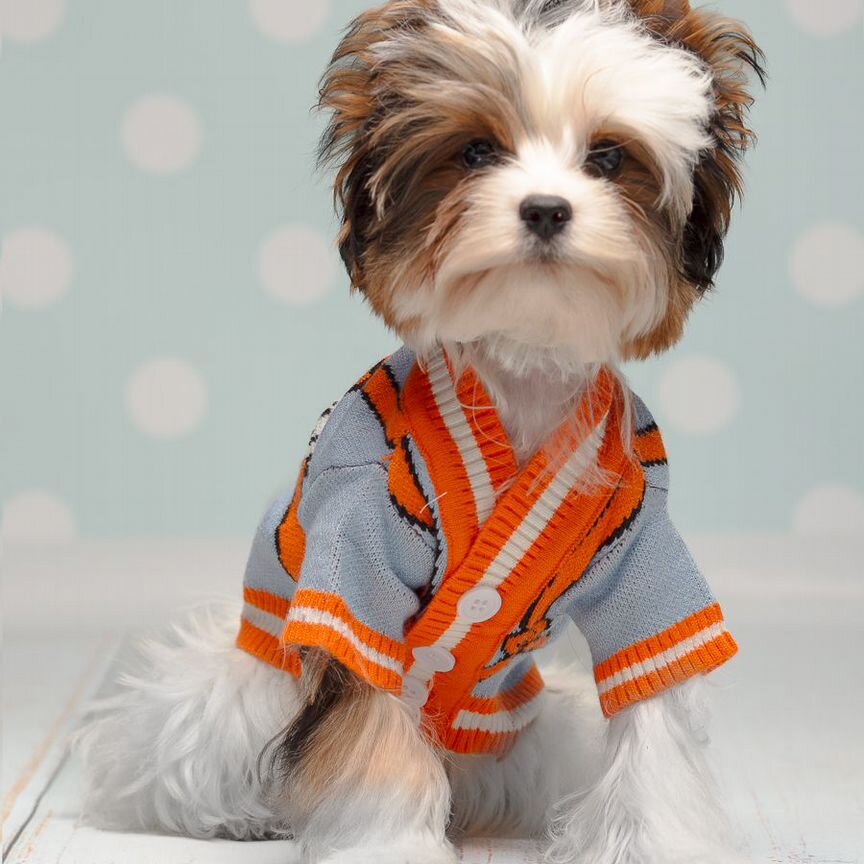 Джентельмен бивера