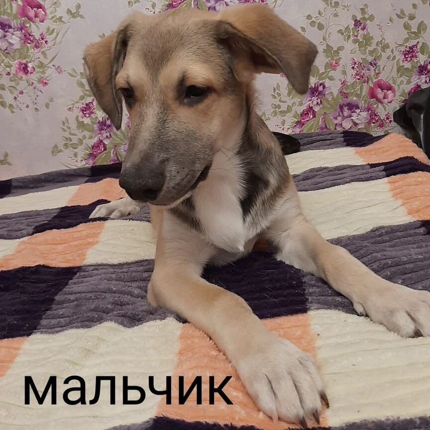 Щенок 3х месяцев Рич в добрые руки