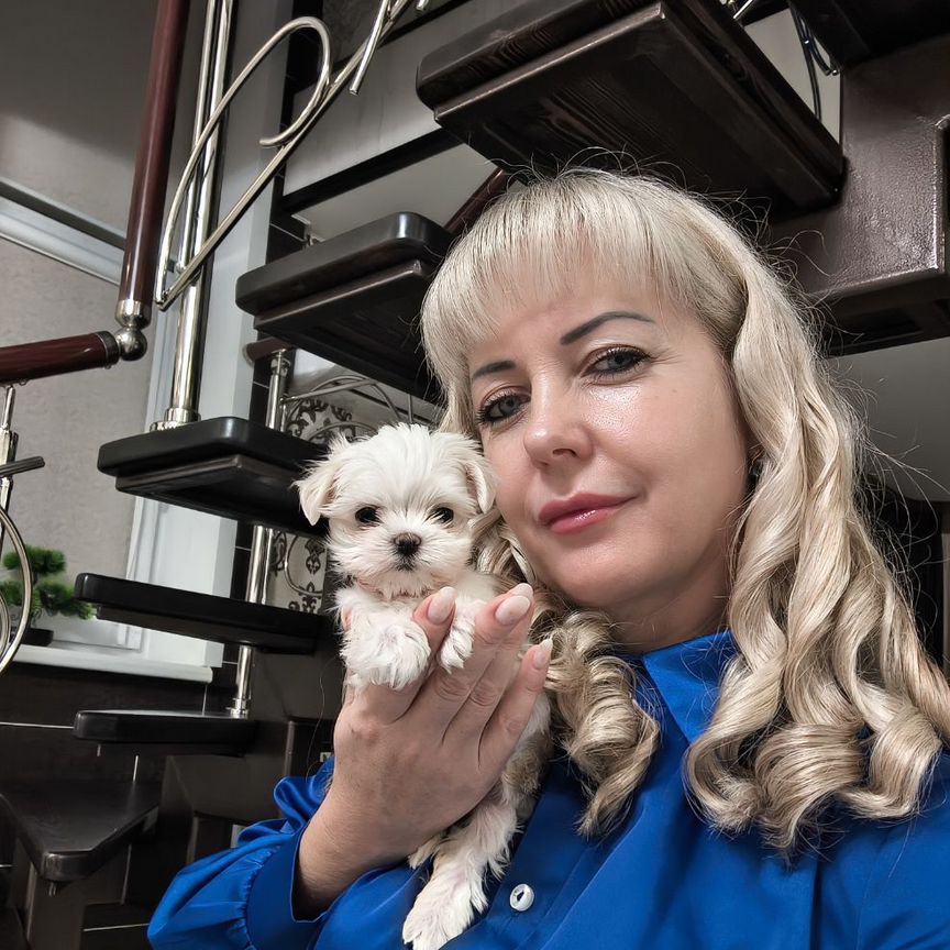 Мальтийская болонка, щенок