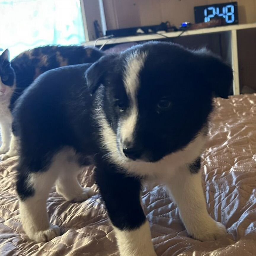 Карельская медвежья собака, щенок