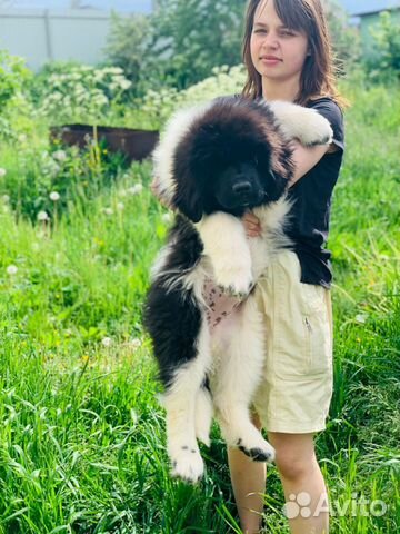 Ньюфо девочка