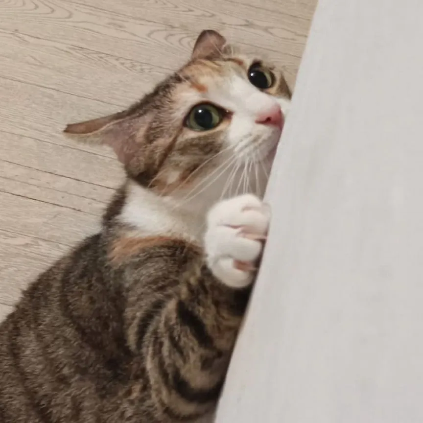 Кошка с большими зелеными глазами в добрые руки