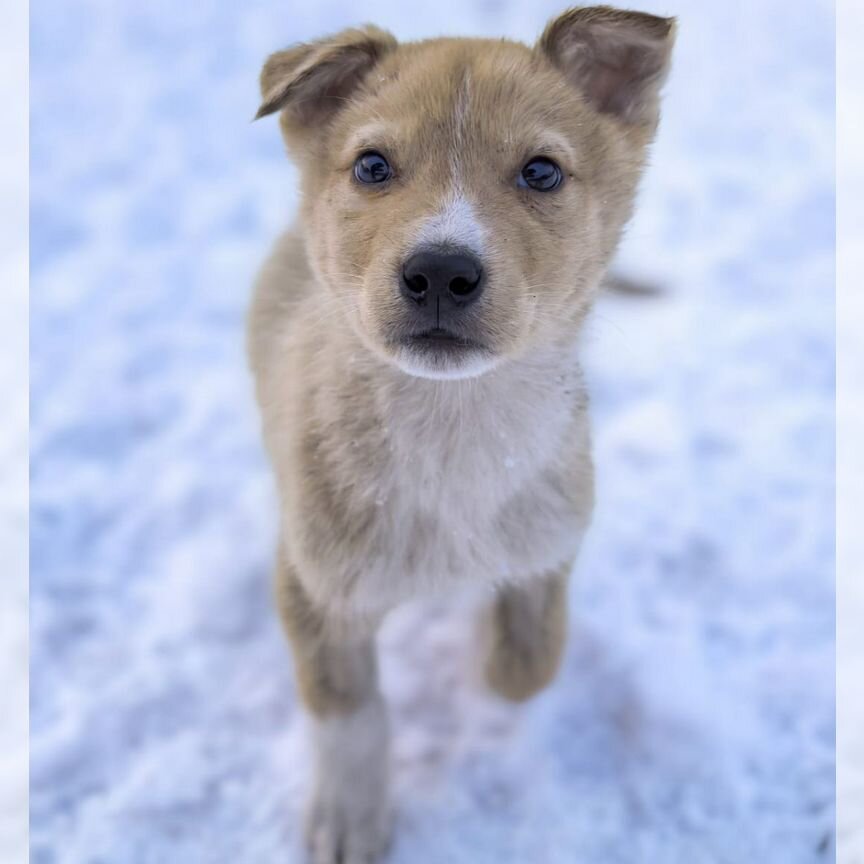 Щенок в добрые руки