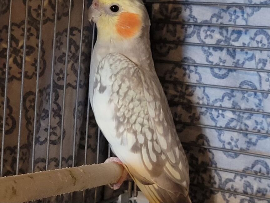Попугай корелла девочка