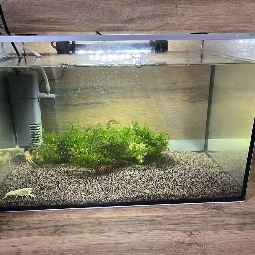 Аквариум с раками и креветками