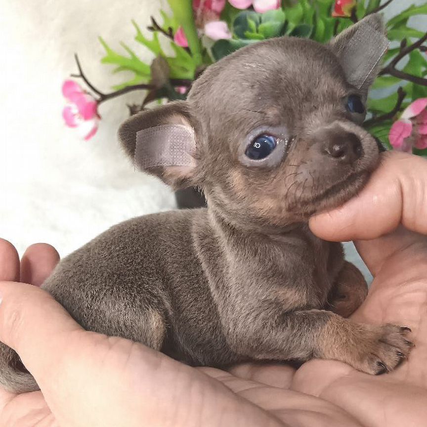 Чихуахуа, щенок