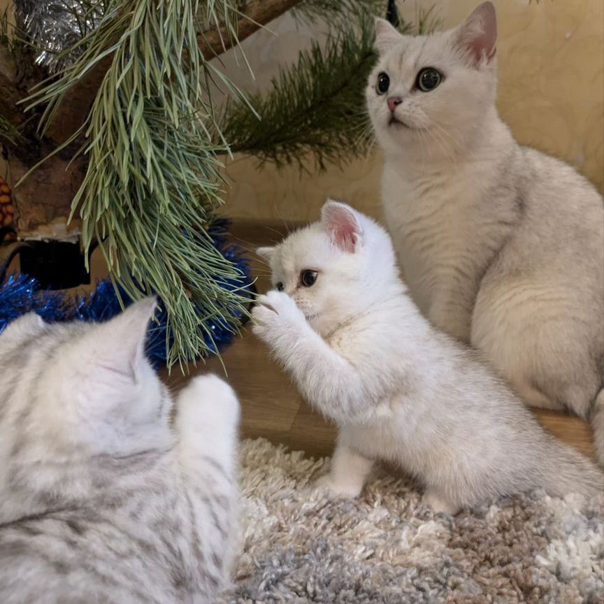 Котята золотая и серебристая шиншилла