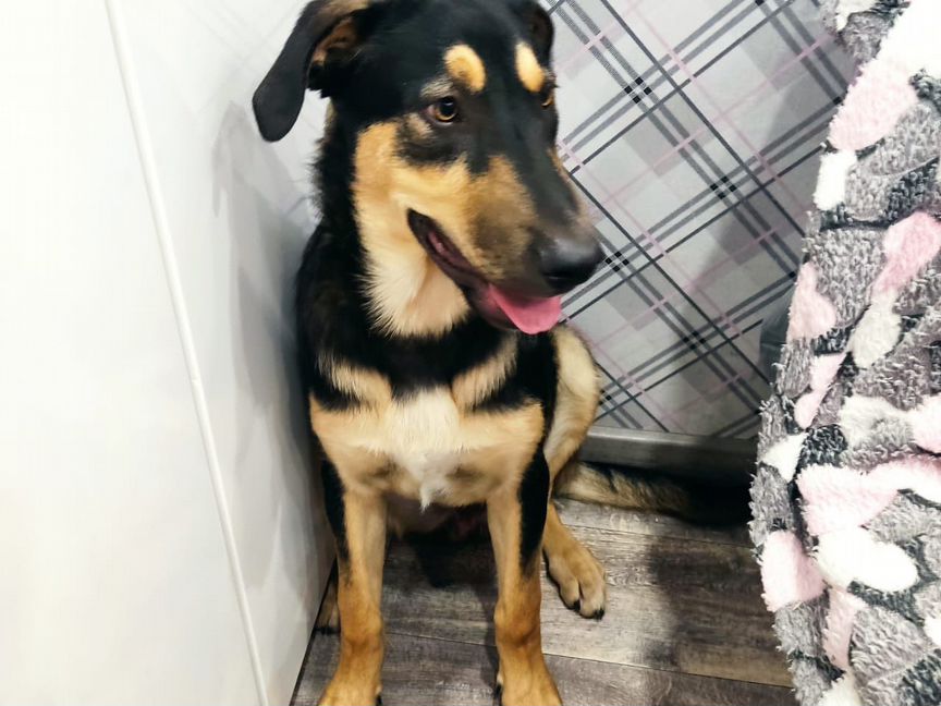 Тобби- крупный щенок