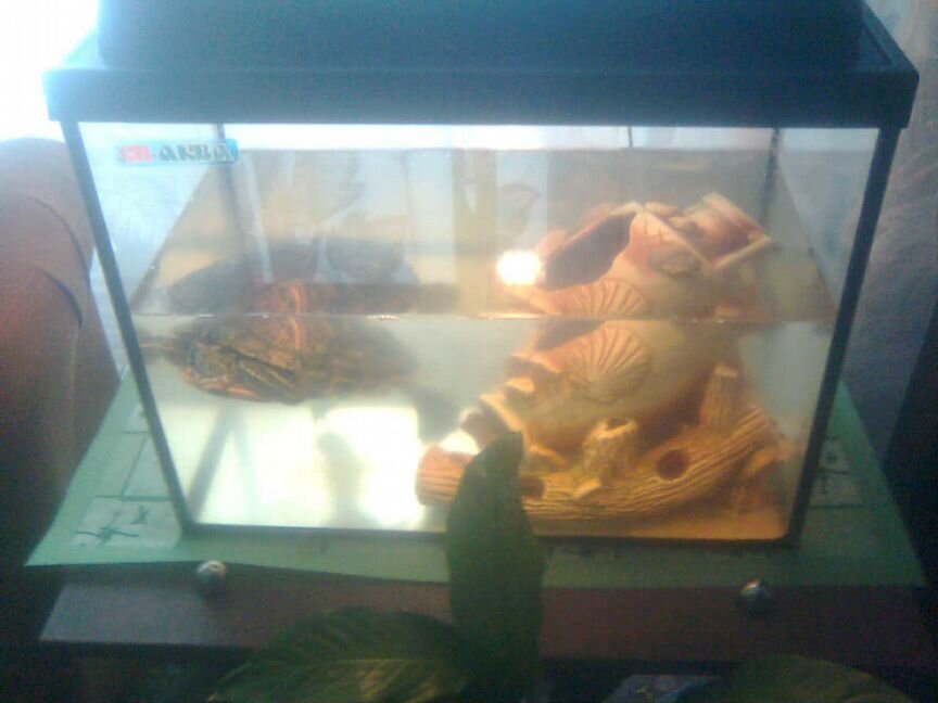 Красноухая черепаха