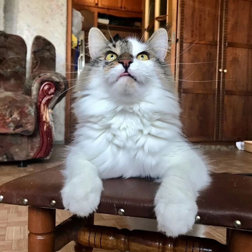 Королевишна