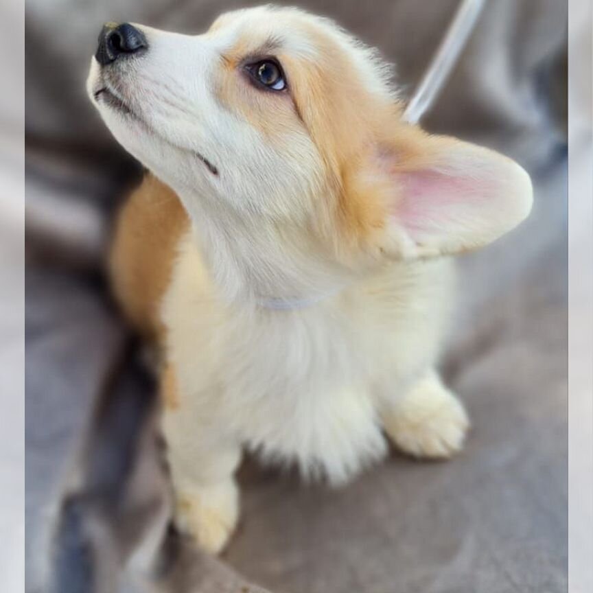 Вельш Корги Пемброк, щенок