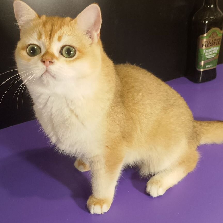 Шотландский прямоухий короткошёрстный котёнок