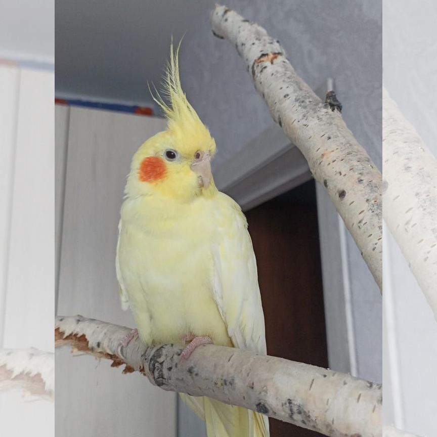 Попугай корелла мальчик