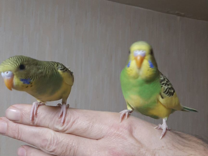 Продажа попугаев