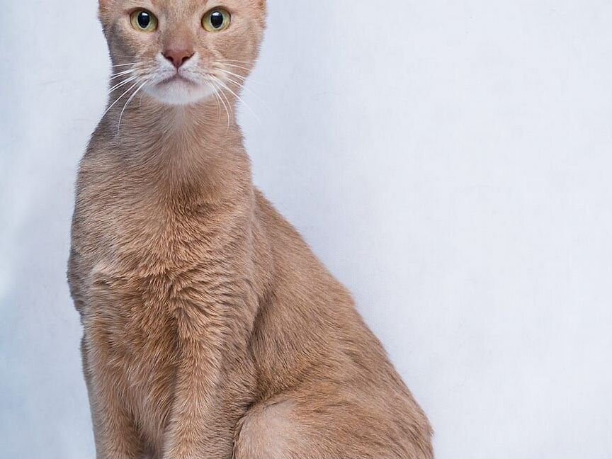 Абессинский кот в добрые руки